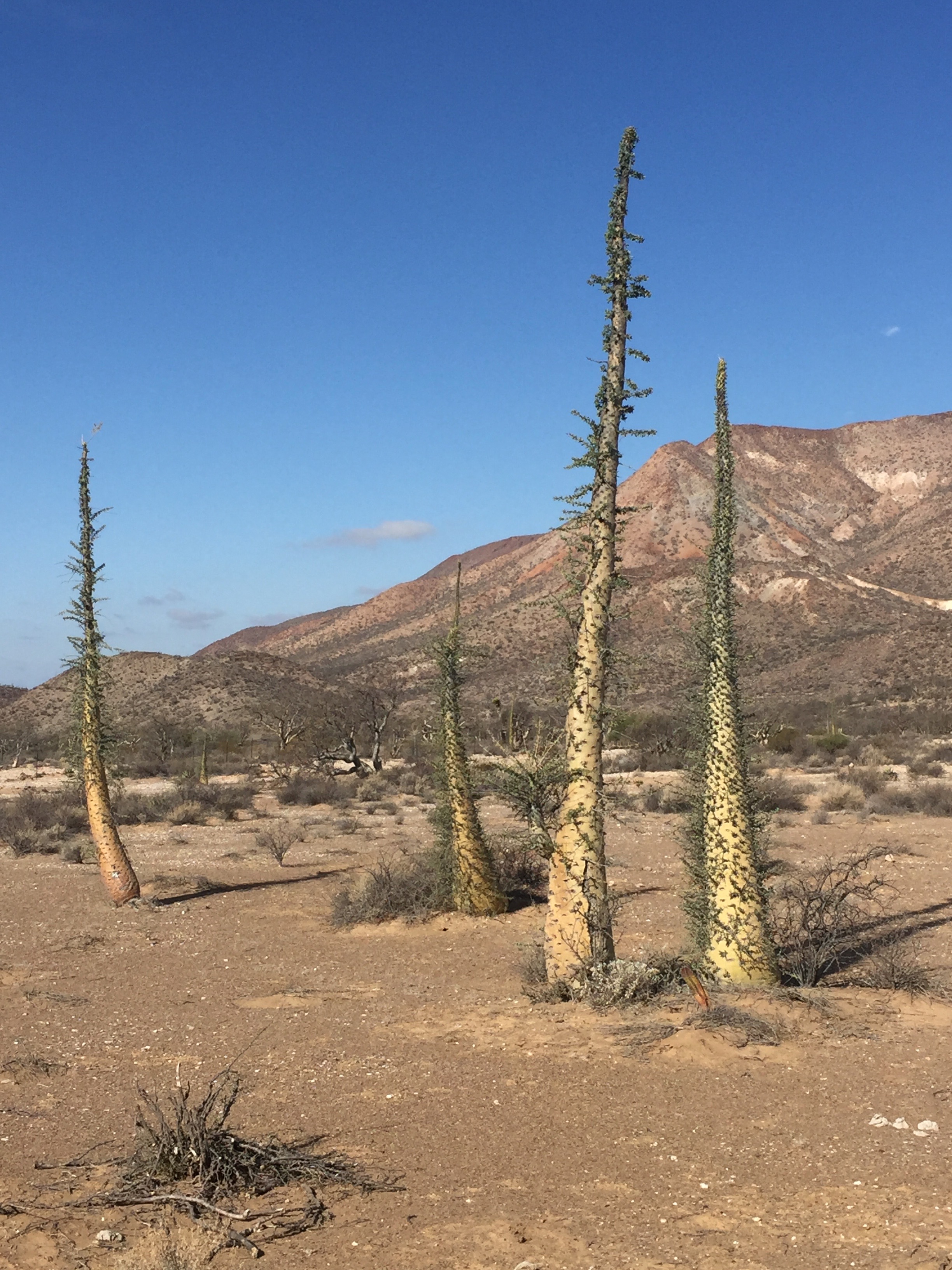 The Lingering Forest – The Myth of Trees